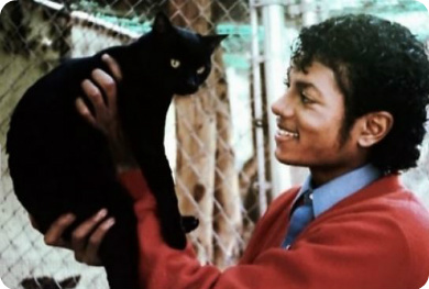 Conoce a los Felinoides - Foros Perú